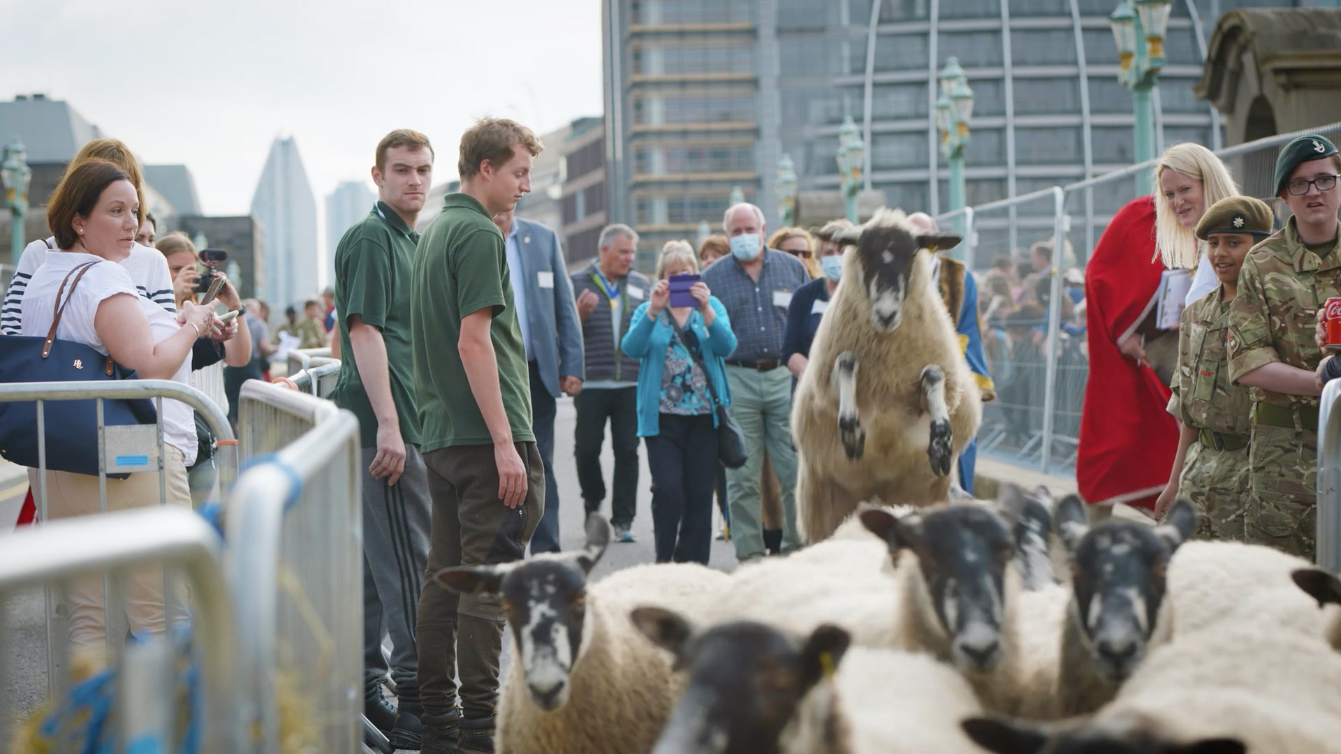 Thames Festival Trust | London Sheep Drive: 9 Years, 1 Bridge & a Pack ...